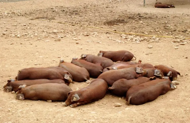 ¿Qué características tiene la raza Duroc? - Enterate Delicias