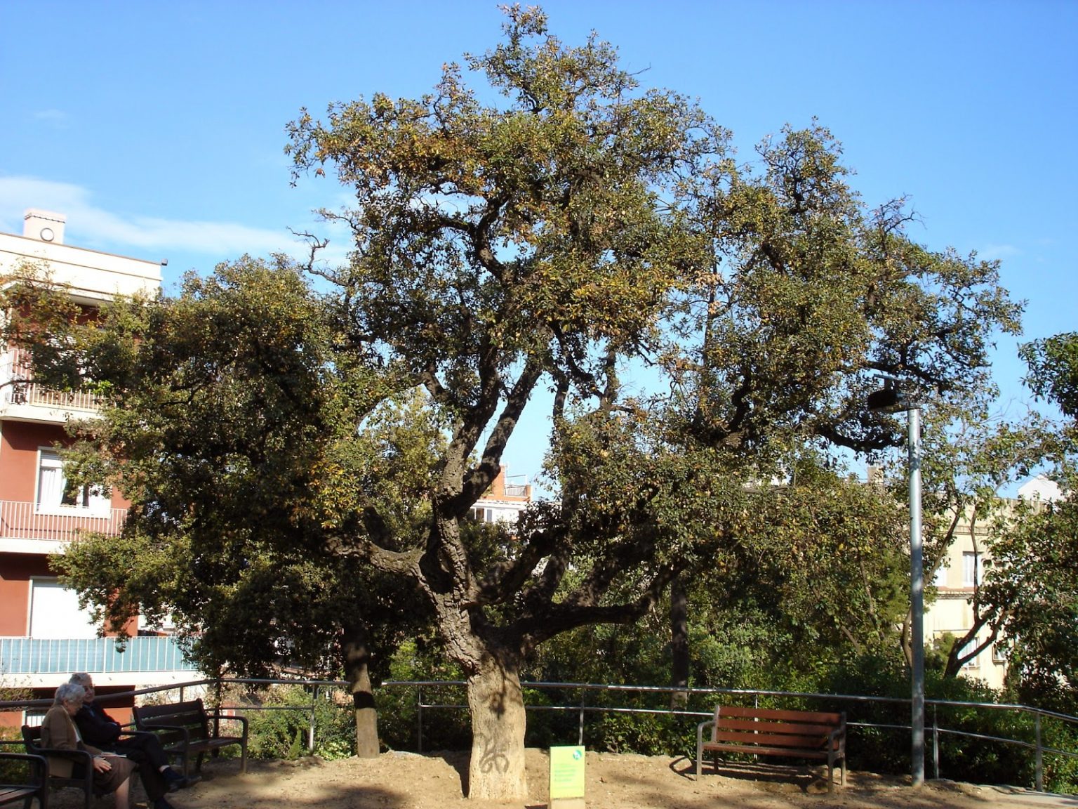 ¿Qué es el encino y para qué sirve? - Enterate Delicias