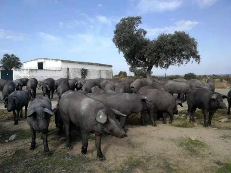 ¿Cuántos años vive un cerdo ibérico? - Enterate Delicias
