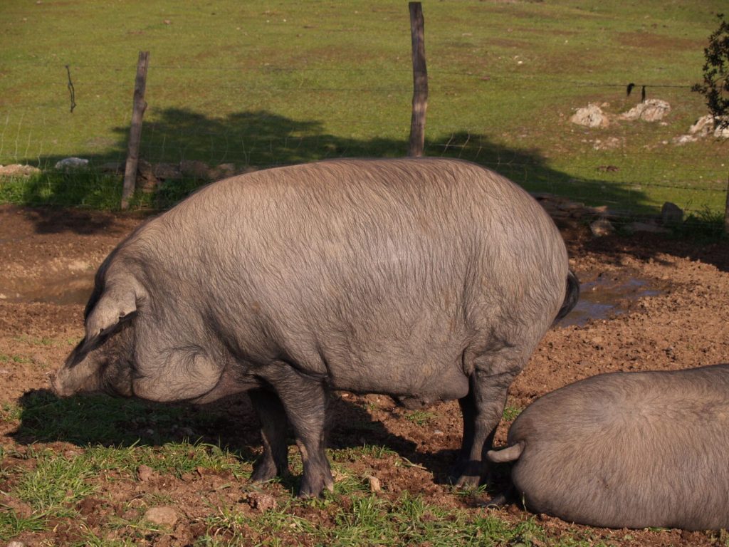 ¿Qué comen los chanchos pata negra? - Enterate Delicias