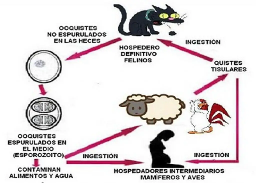 ¿Qué significa toxoplasmosis IgG positivo y IgM negativo? - Enterate Delicias
