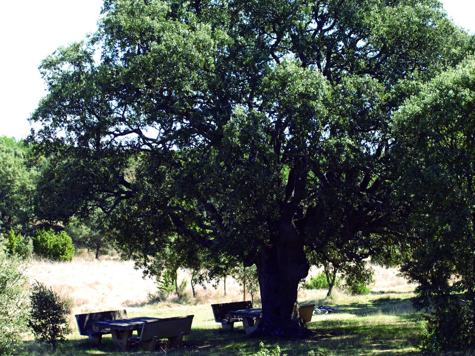 ¿Qué es el encino y para qué sirve? - Enterate Delicias