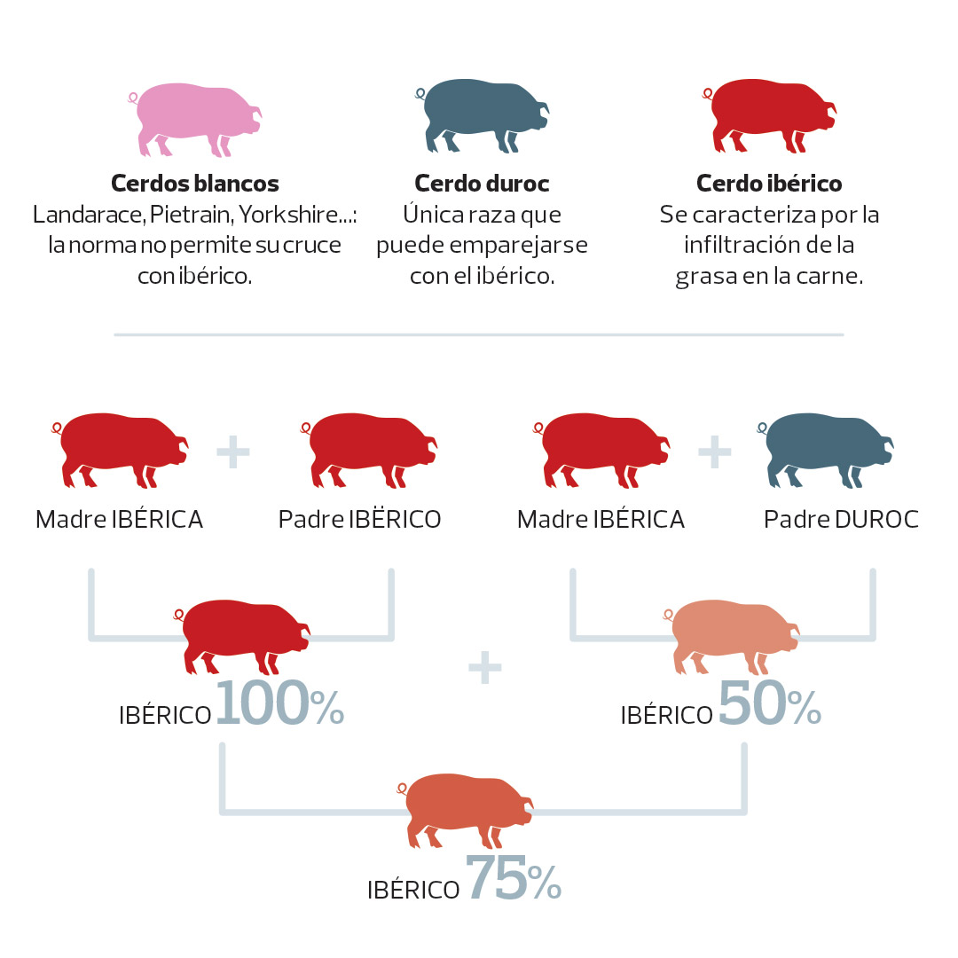 ¿Qué comen los cerdos de cebo de campo? - Enterate Delicias