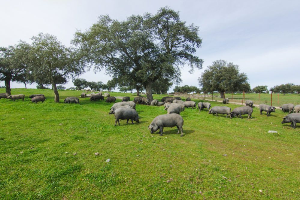 ¿Qué es la dehesa y que importancia tiene? - Enterate Delicias