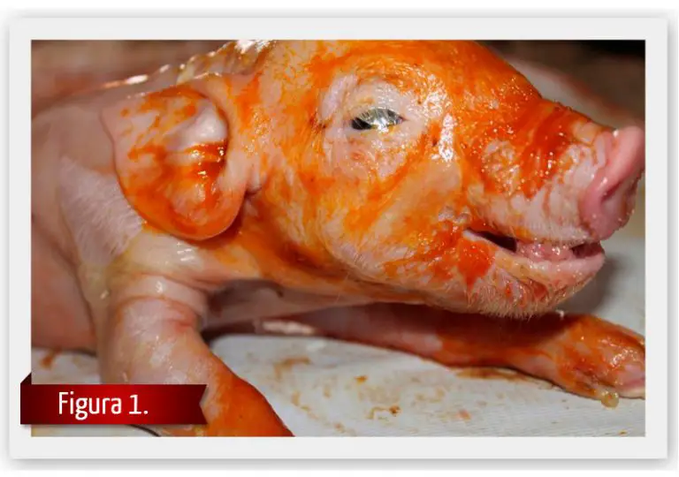 ¿Cuál es el lugar donde viven los cerdos? - Enterate Delicias