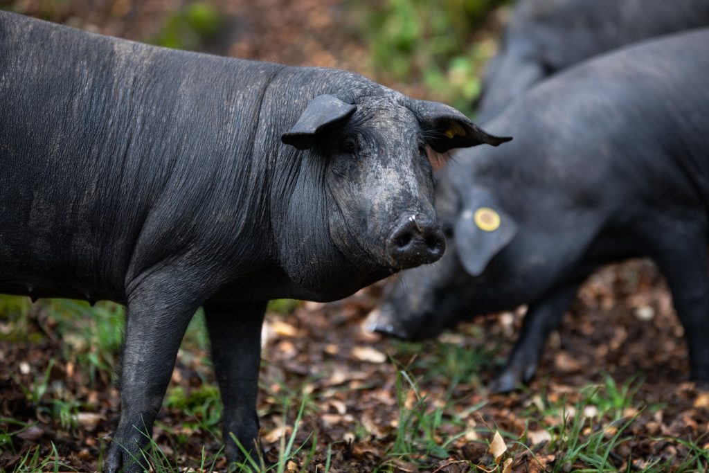 ¿Cuánto espacio necesita un cerdo de bellota? - Enterate Delicias