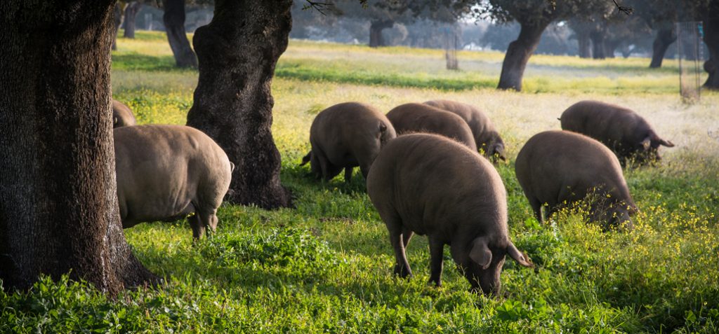 ¿Qué comen los chanchos pata negra? - Enterate Delicias